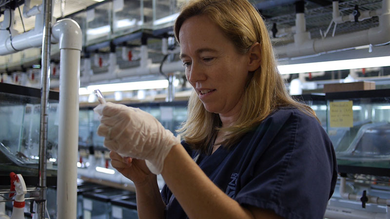 Coolers Full Of Toad Eggs: Zoo Scientists Work To Save Endangered ...