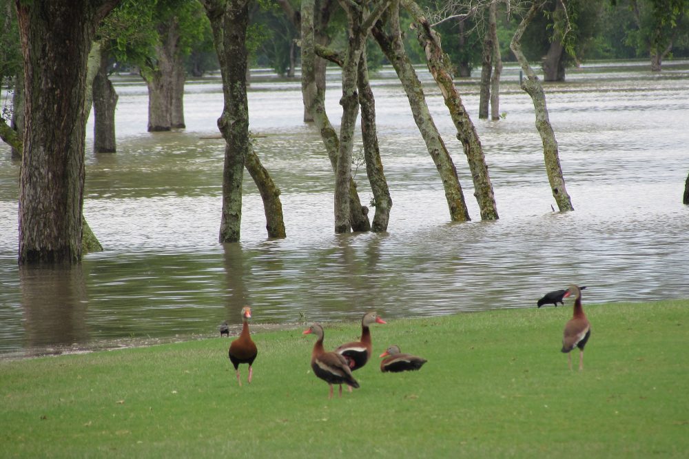 Friday Weather Updates And Closures: Addicks Dam On Flood Watch ...