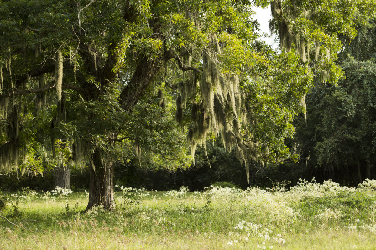 Threatened by Sprawling Houston, Wetlands Will be protected by Oil ...