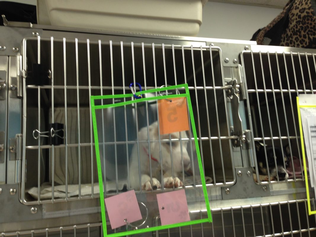 New East End Pet Clinic Aims To Help Reduce Stray Animal Overpopulation ...