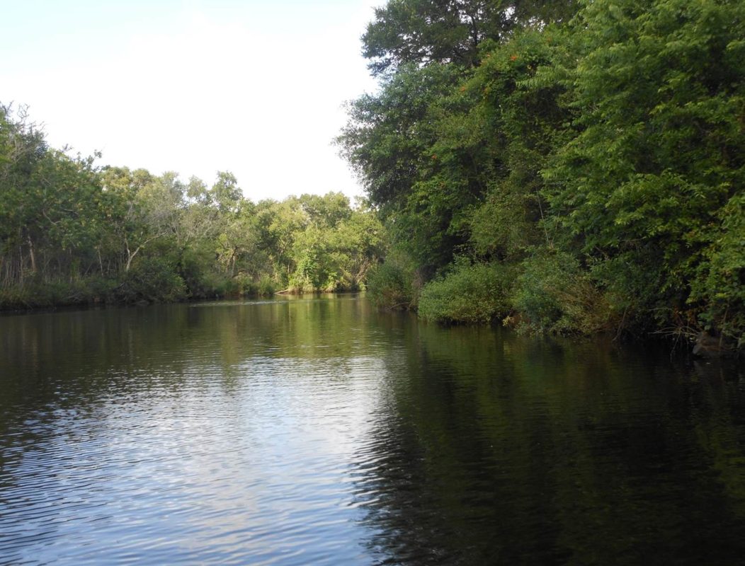 Swimming In This Bayou Could Make You Sick, But There’s A Plan To ...