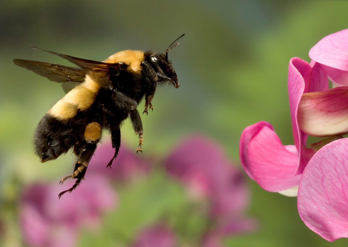 Could A Bumblebee Learn To Play Fetch? Probably – Houston Public Media