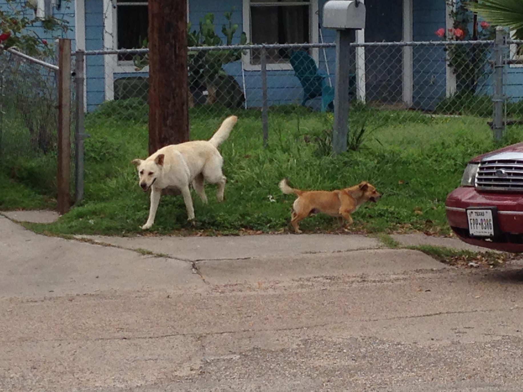 Houston mayoral candidates say more funding is needed to address stray ...