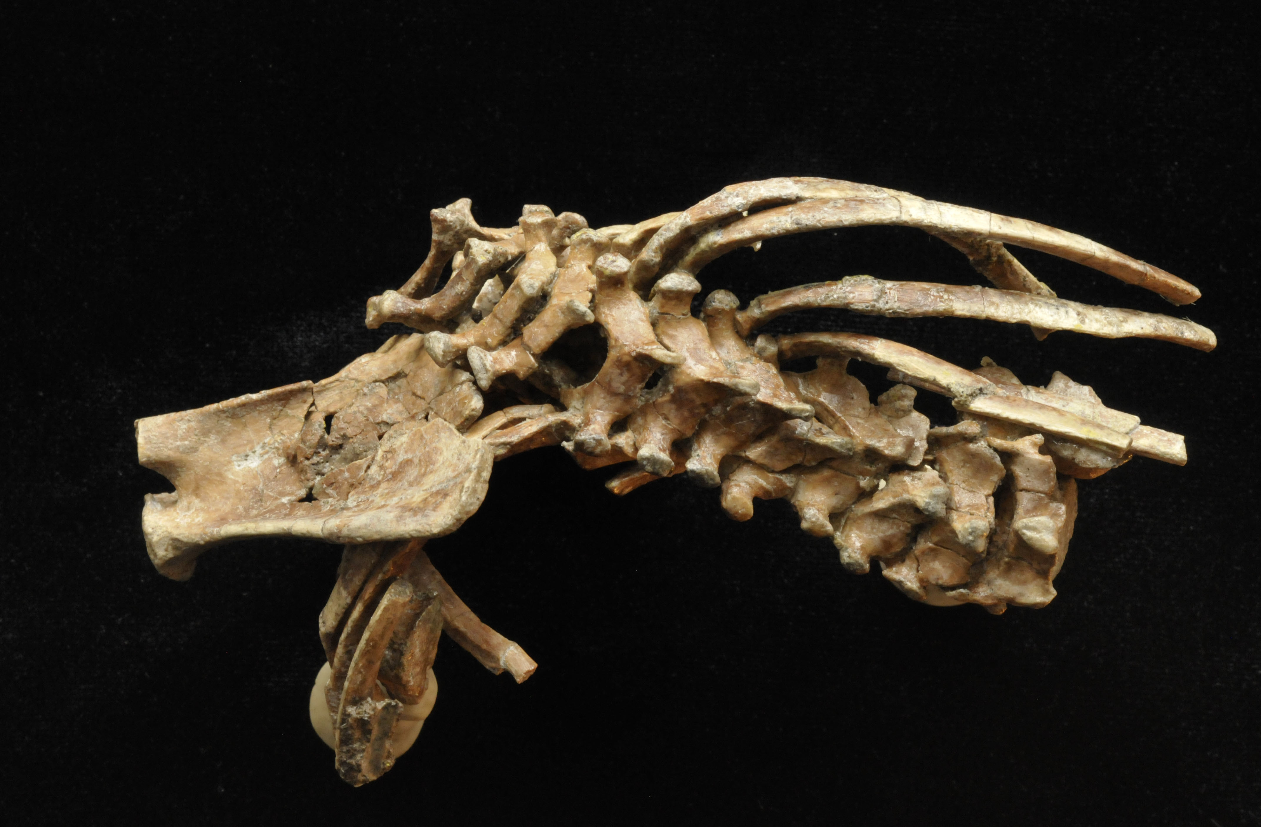 3.3 Million-Year-Old Fossil Sheds Light On How The Spine Evolved ...