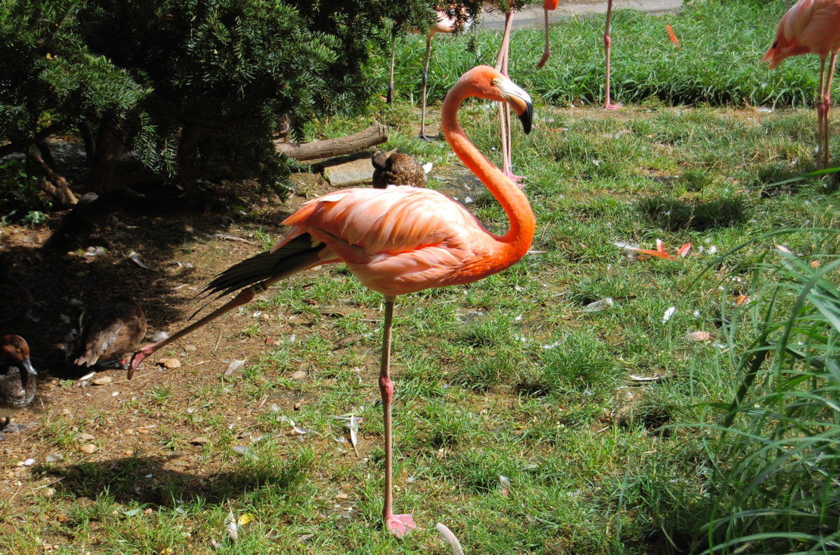 Scientists Pinpoint How A Flamingo Balances On One Leg – Houston Public ...