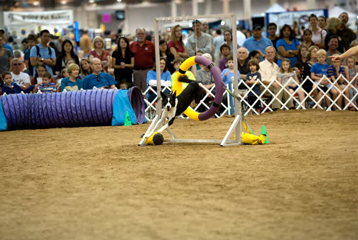 Live From Houston World Series of Dog Shows! – Houston Public Media
