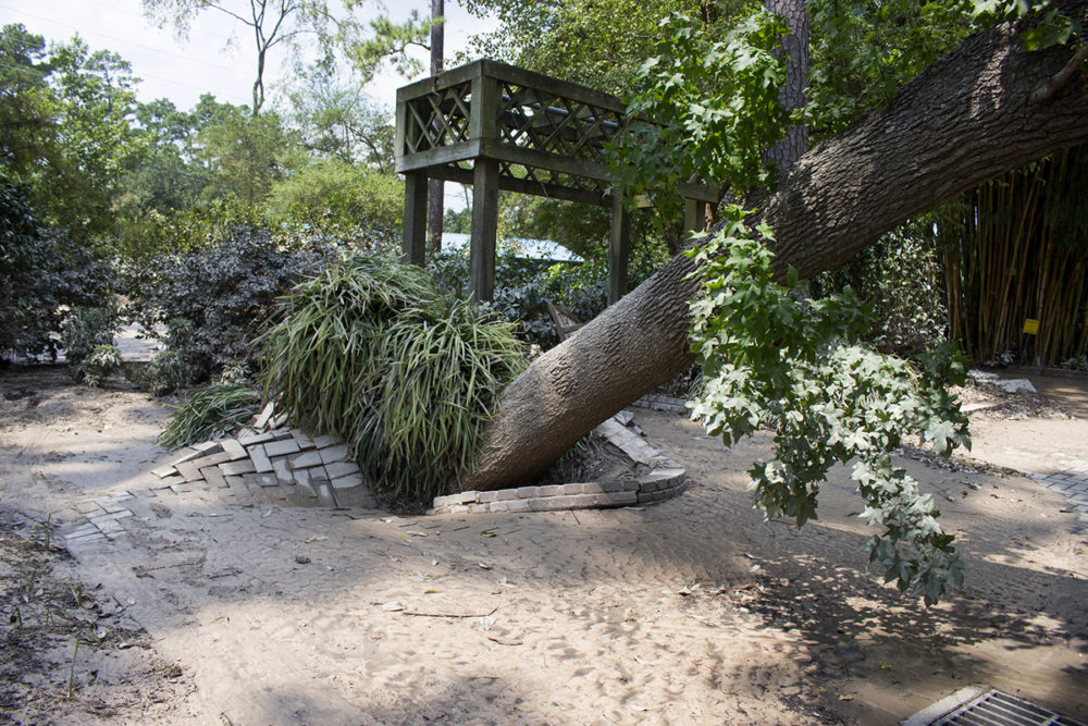 Mercer Botanic Gardens Slowly Rebuilding After Harvey Devastation ...