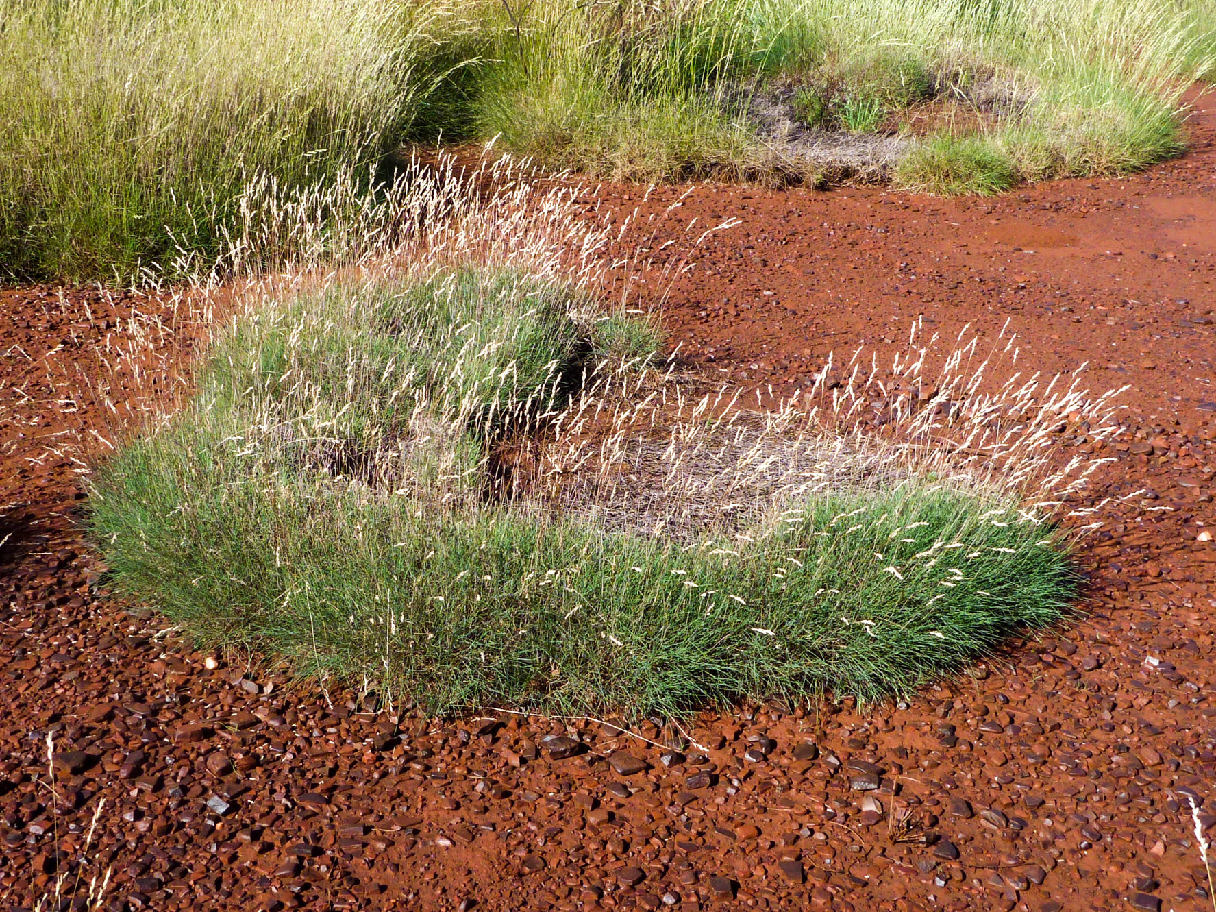 Scientists Discover Grass Species With Intriguing ‘Salt And Vinegar ...