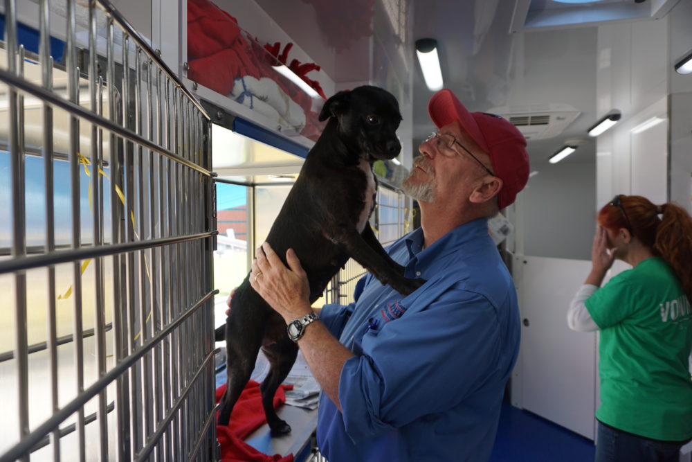 Harris County Animal Shelter Offers Free Dog And Cat Adoptions ...