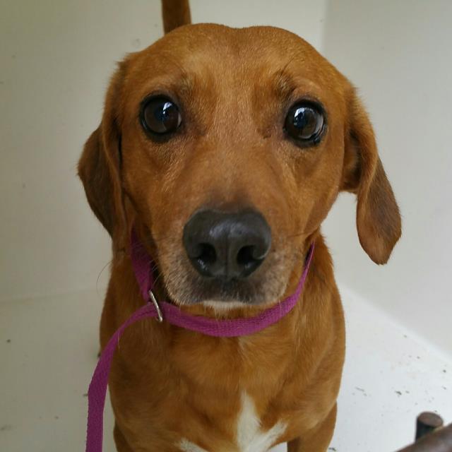 Harris County Animal Shelter Offers Free Dog And Cat Adoptions ...