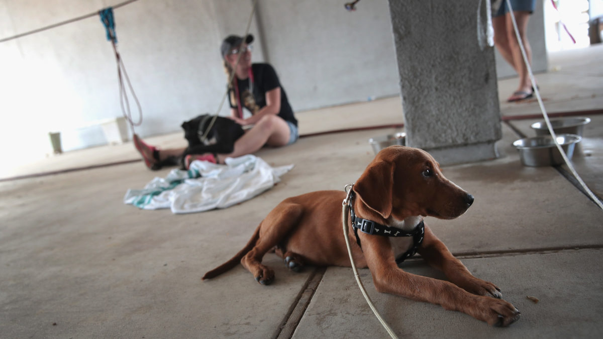 No ‘Easy Answer’ To Growing Number Of Stray Dogs In The U.S., Advocate ...