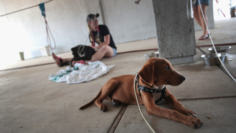 No ‘Easy Answer’ To Growing Number Of Stray Dogs In The U.S., Advocate ...