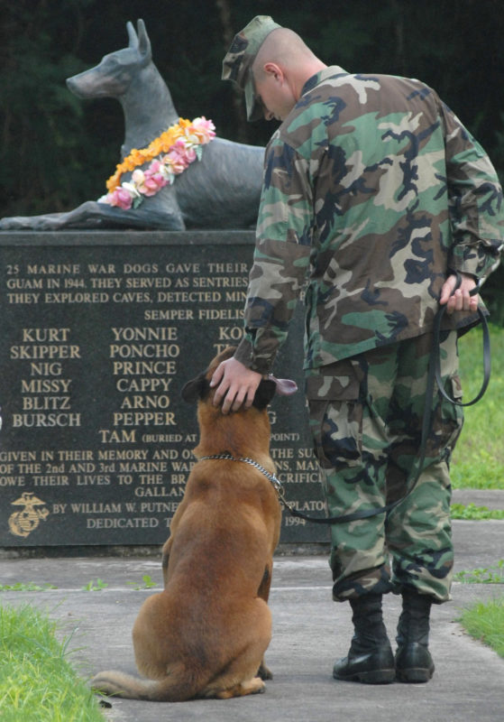 Local Pet Resort Raises Funds To Help Military Dogs Find Suitable Homes ...