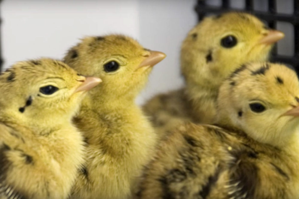 Saving Attwater’s Prairie Chicken: An Endangered Bird with A Loud ‘Boom ...