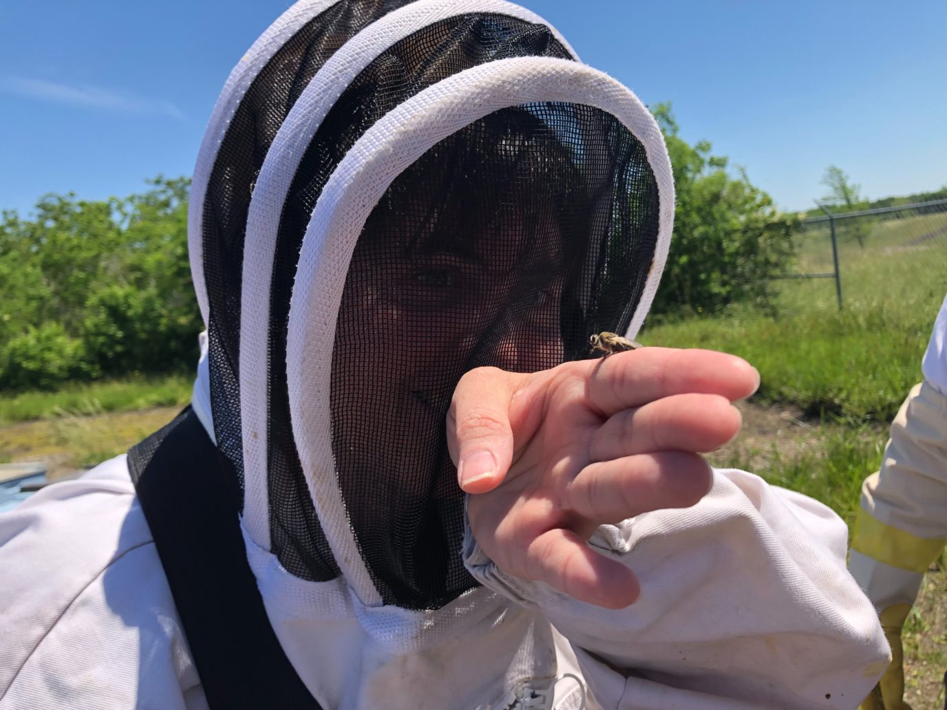 Bee Hive – Houston Public Media