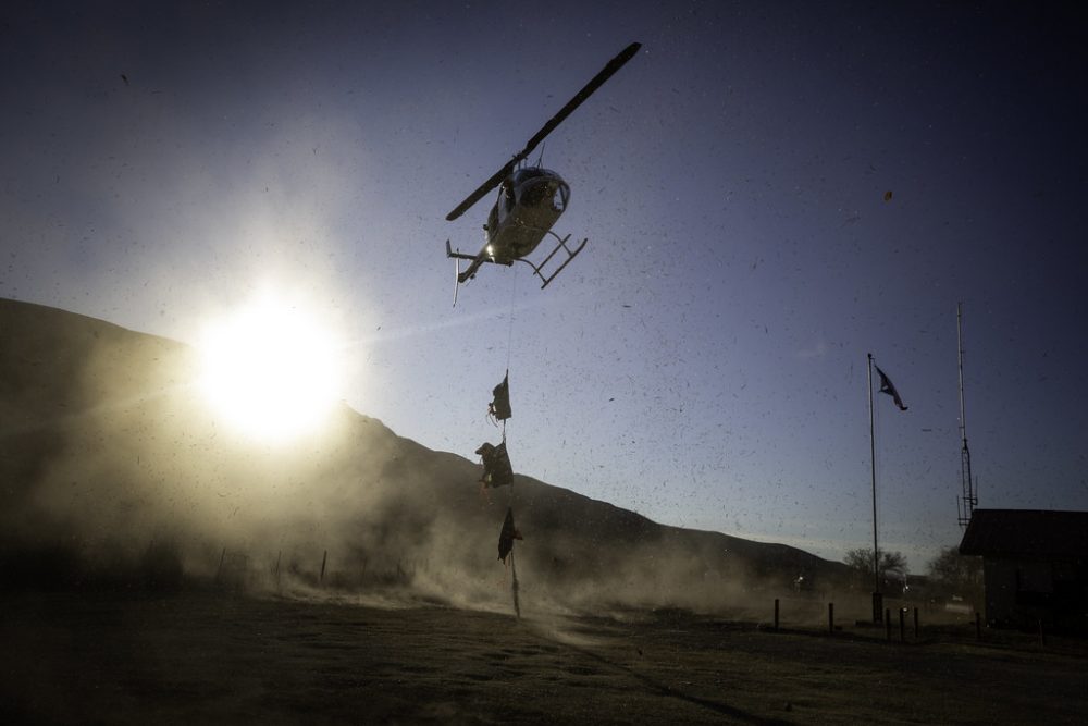 Protecting Texas’ Bighorn Sheep Requires A Hands-On Approach – Houston ...