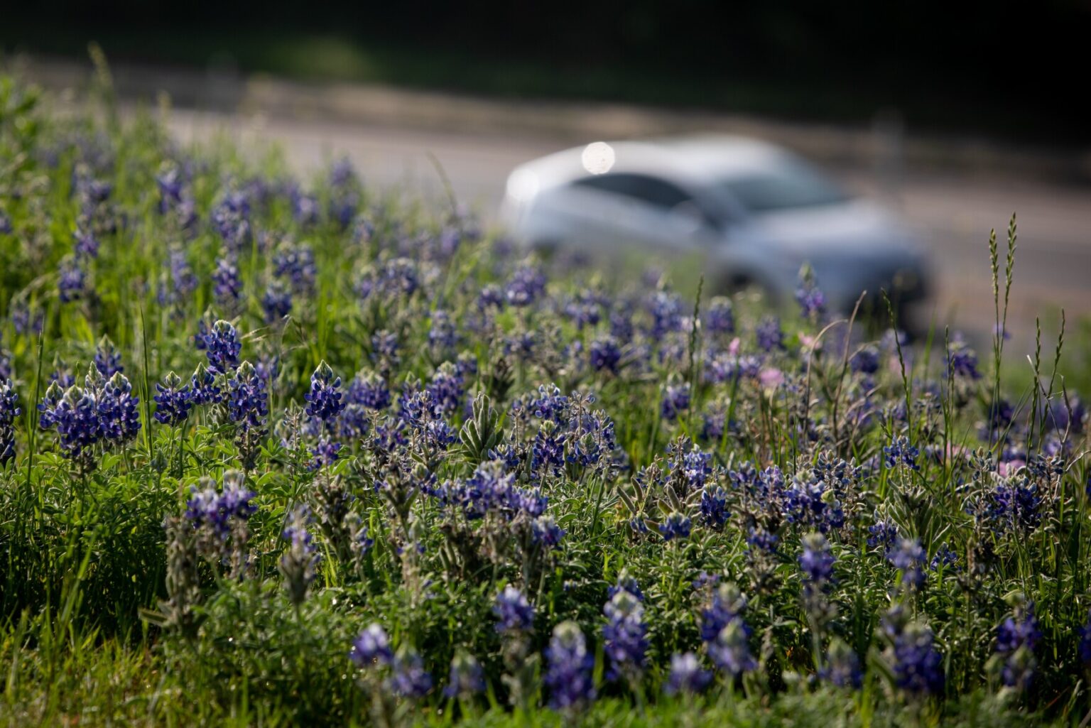 TxDOT unveils new statewide wildflower map in time for Earth Day ...