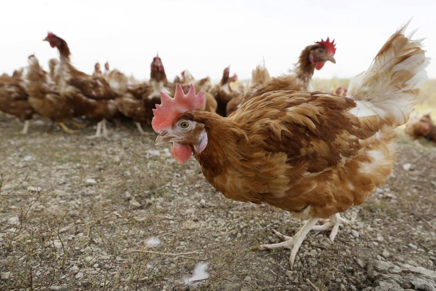 Experts warn residents with backyard chickens as a new bird flu hits ...