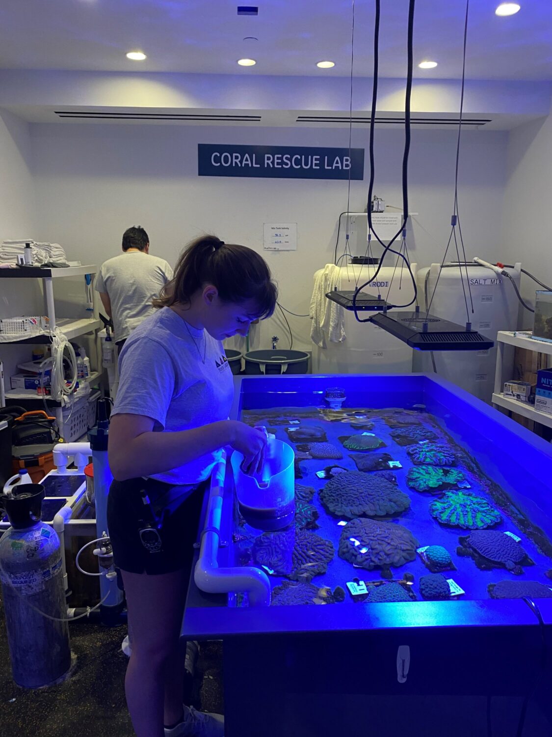 Researchers work to protect coral, as signs of a deadly disease appear ...