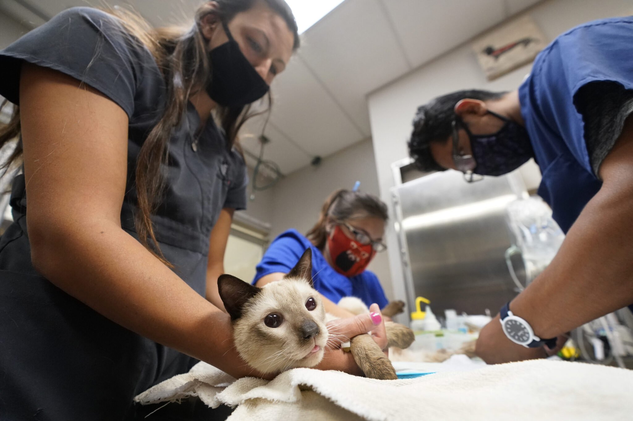 Preparing your pet for its first trip to the vet – Houston Public Media