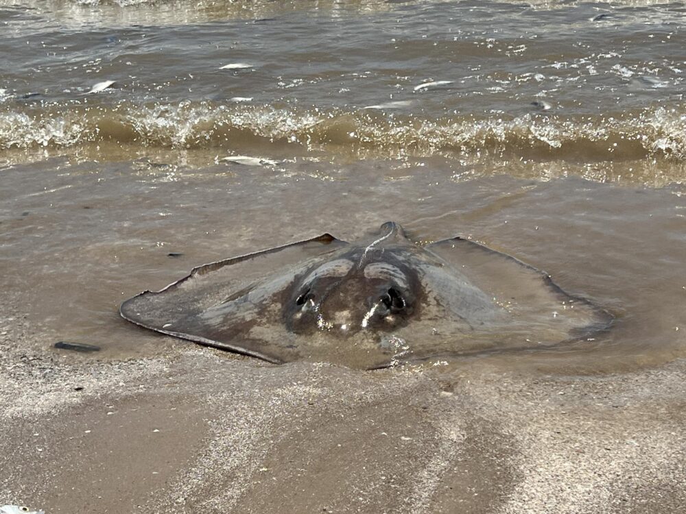 Beaches south of Houston inundated with dead fish, likely due to rise ...