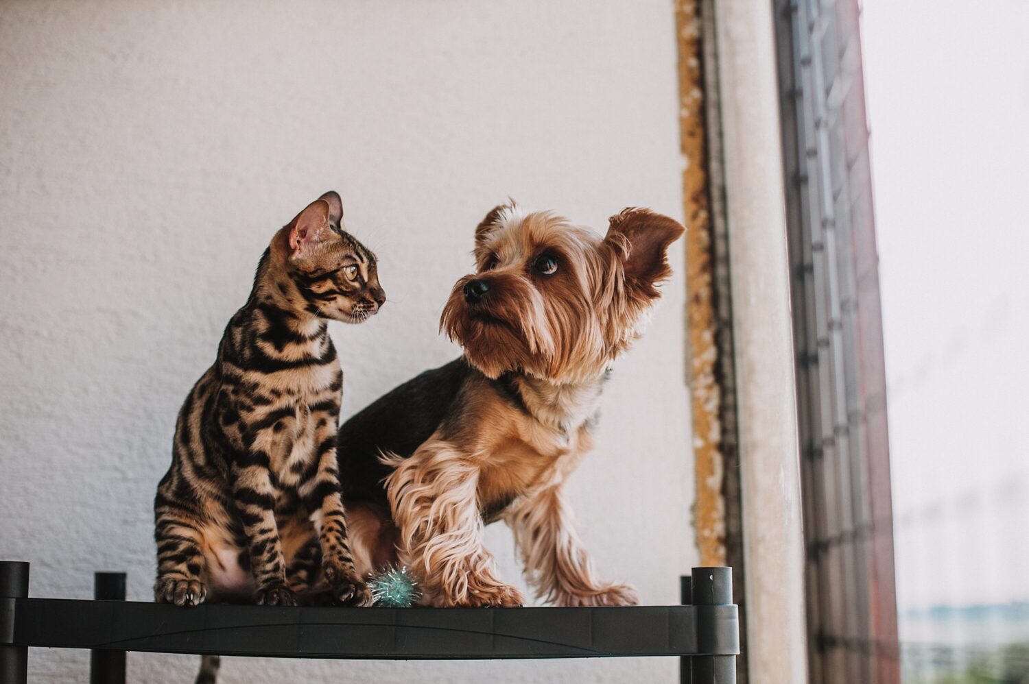 Protecting your animals from extreme heat and tropical weather ...