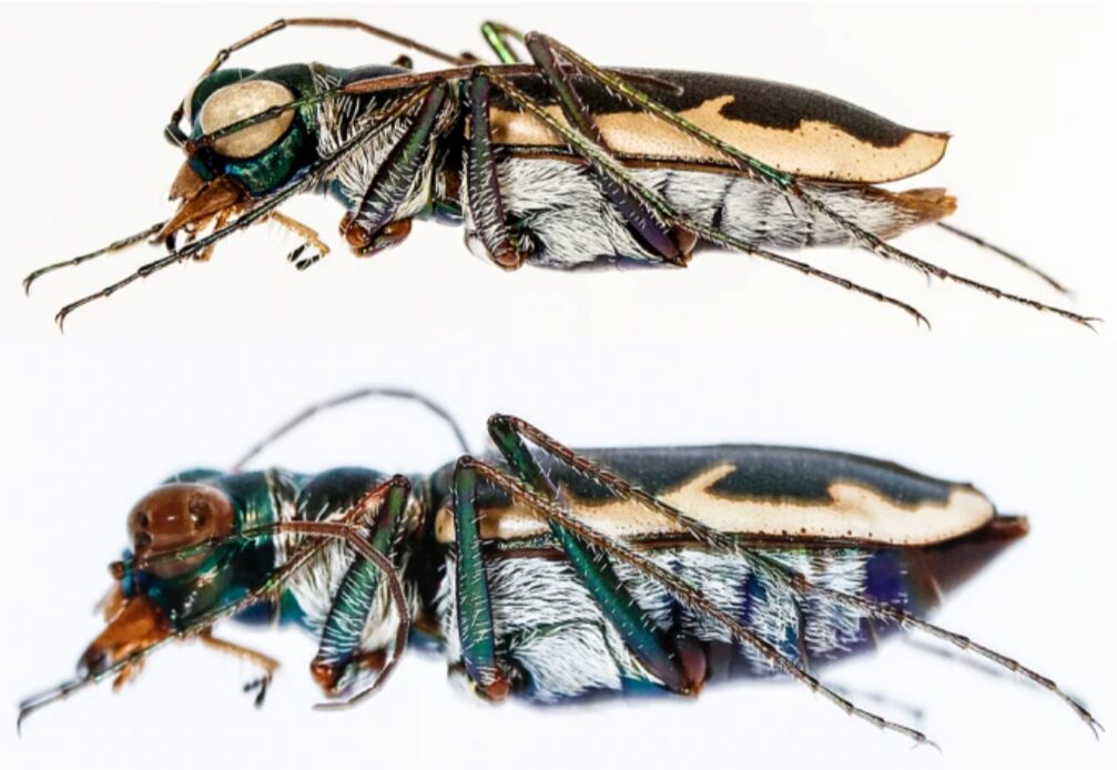 Rice University researchers discover new Houston-area tiger beetle ...