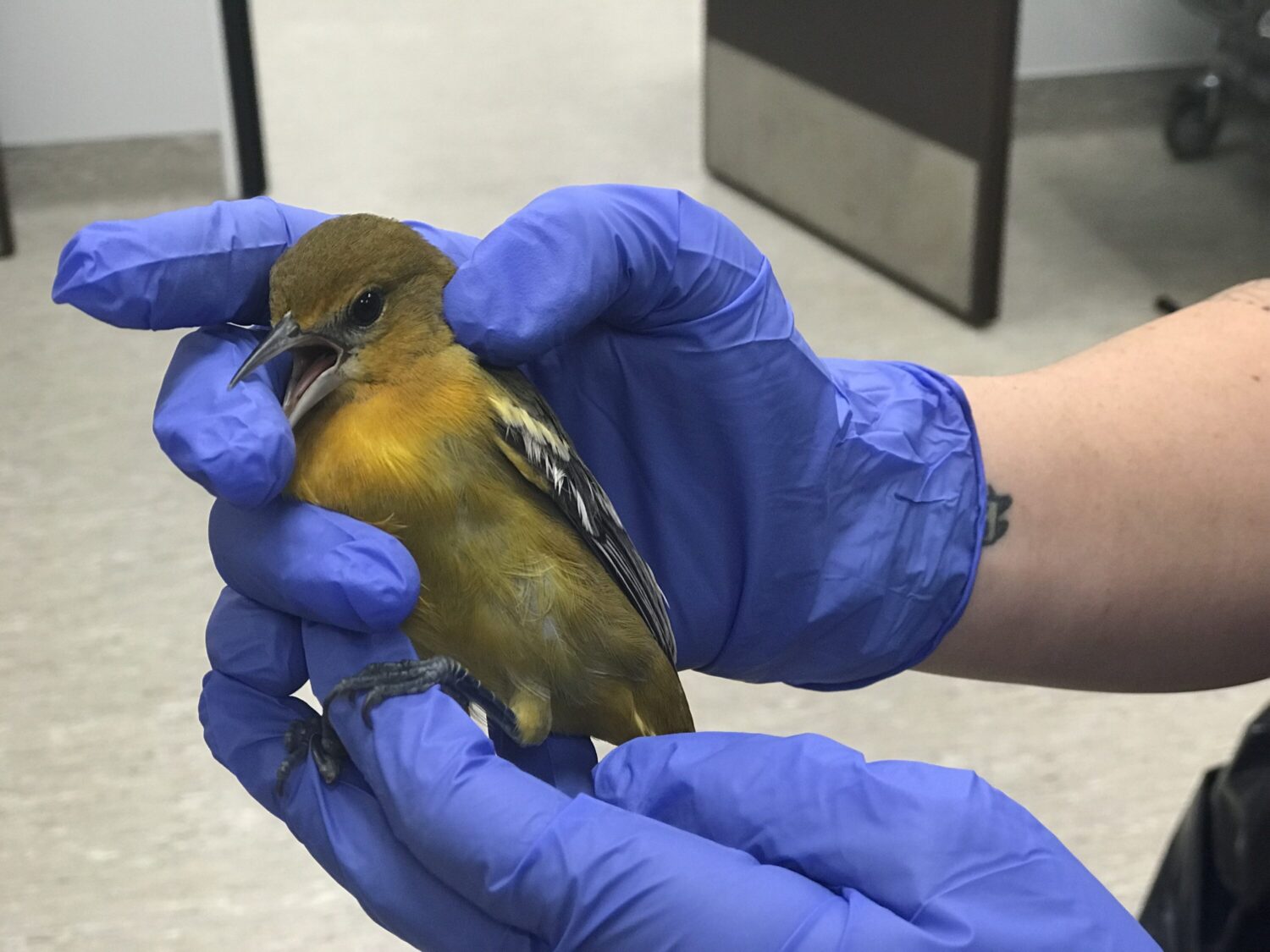 Houston’s Wildlife Center of Texas see influx in intake since last week ...