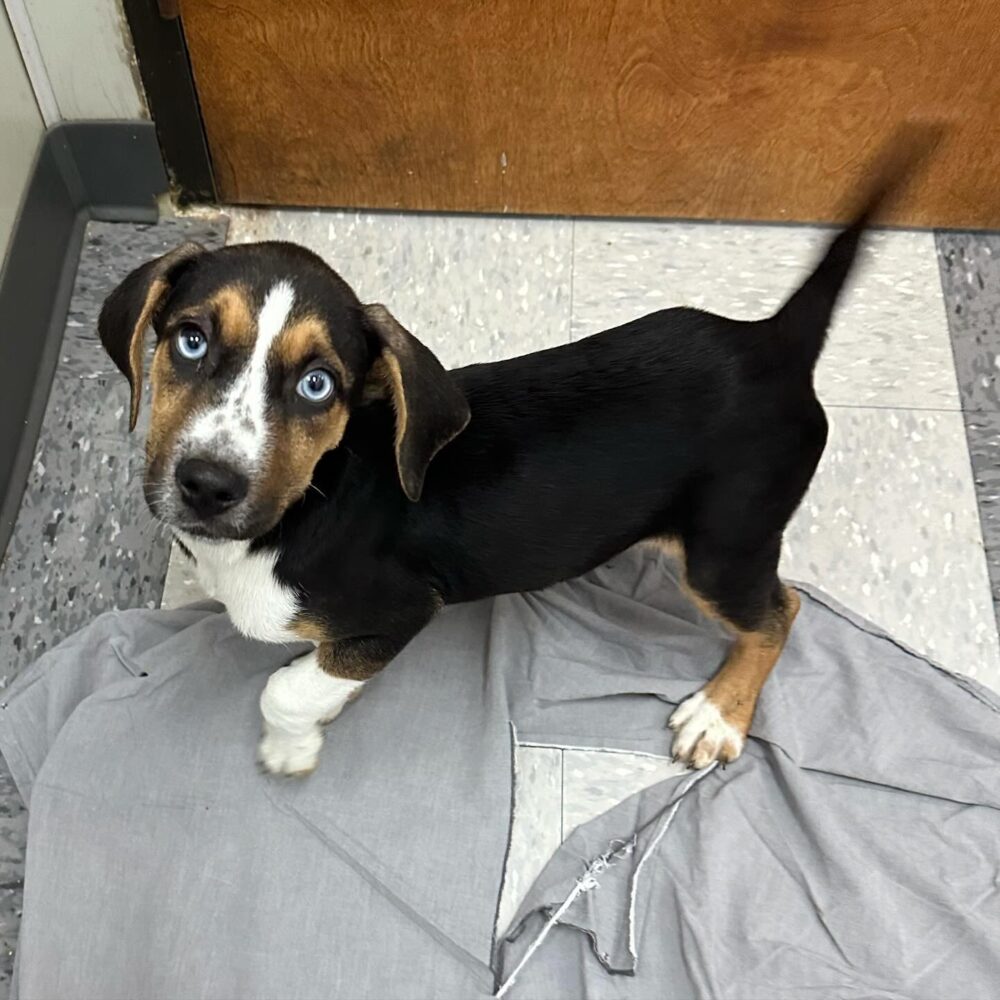 BARC Houston offering free pet adoptions from May 1-15 as part of ...