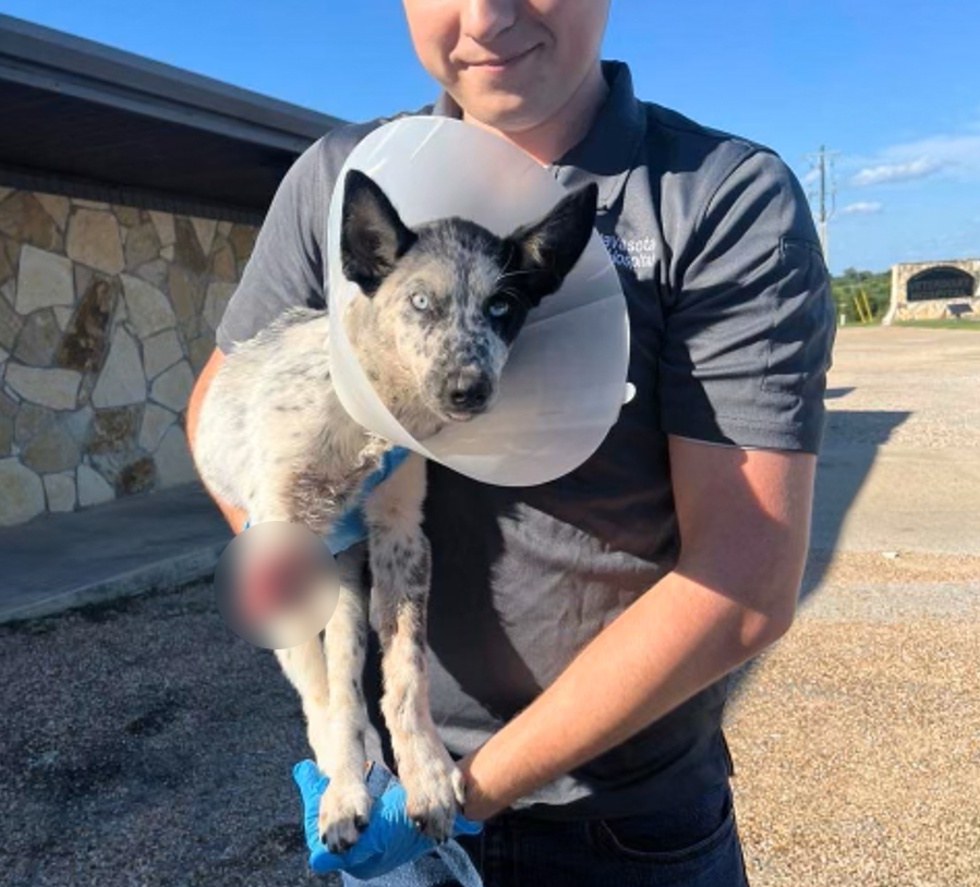 Investigation launched into Conroe animal shelter after three-month-old ...