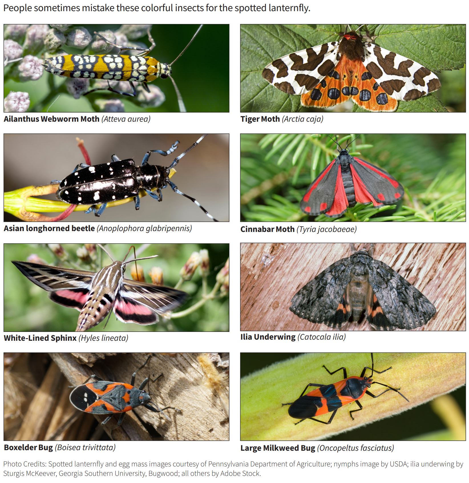 Invasive Spotted Lanternfly possibly sighted in Houston region, experts ...