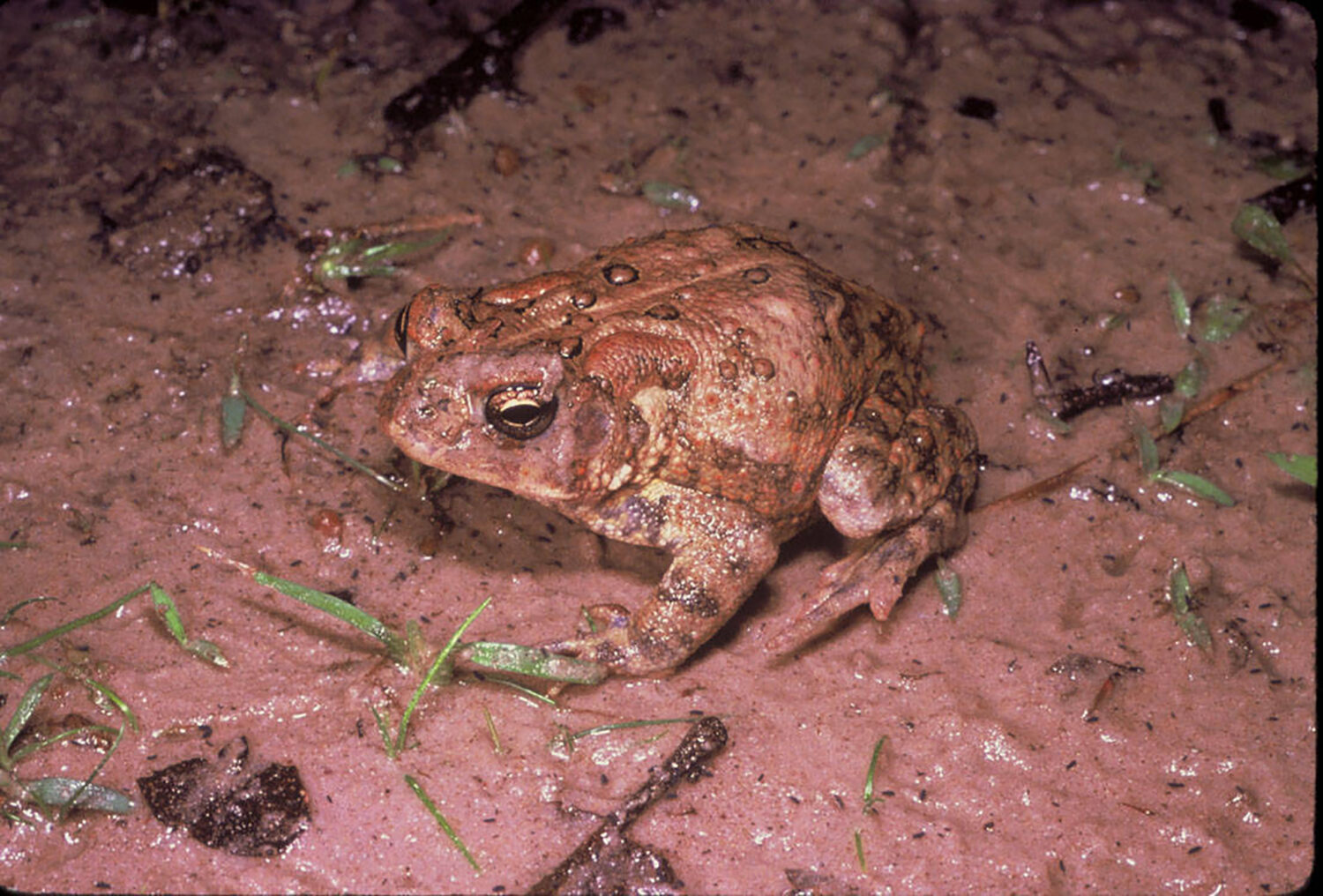 Nvidia to build AI supercomputer manufacturing plant in Houston ...