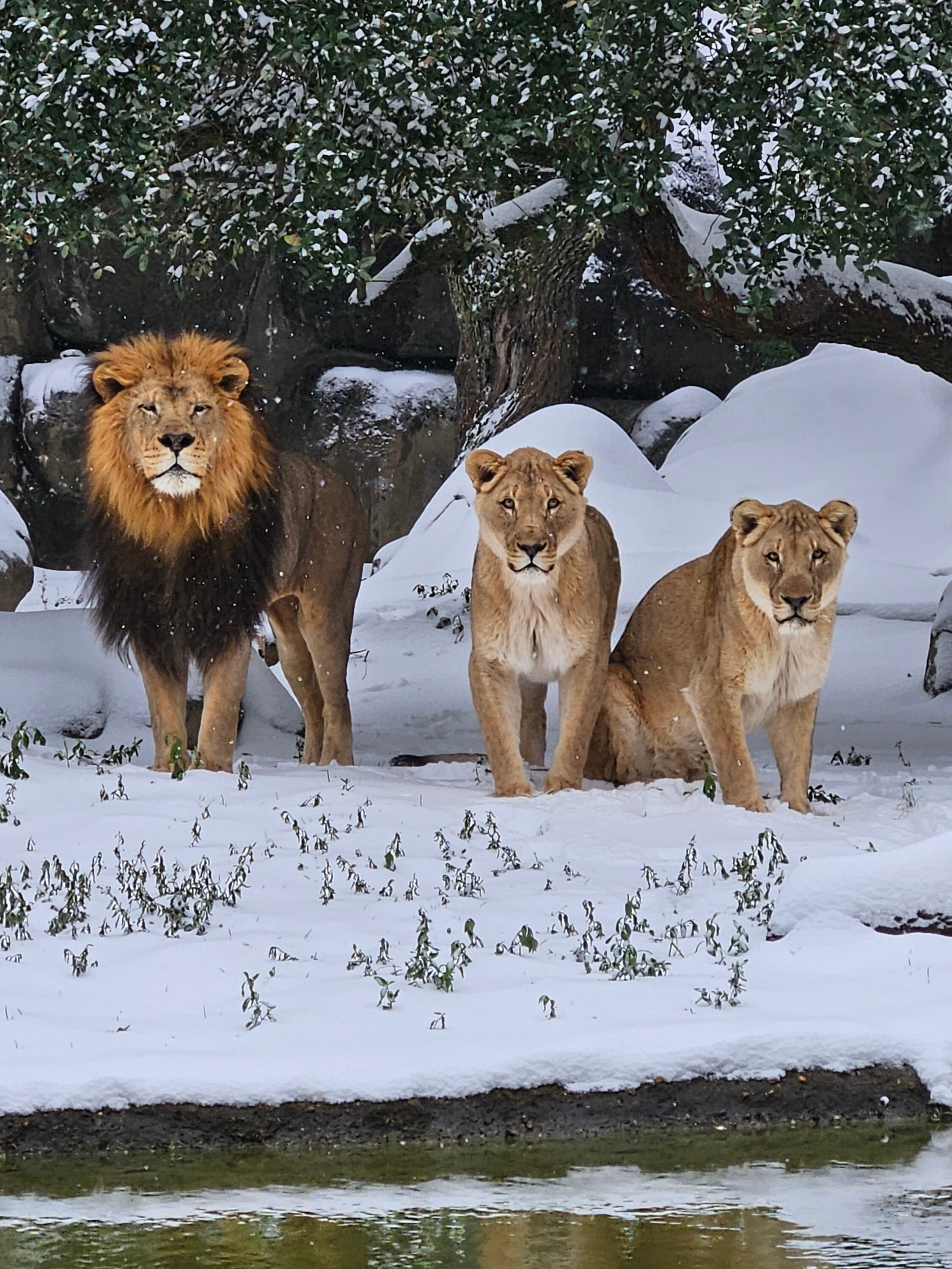 Houston Zoo photos show wildlife enjoying historic snowfall – Houston ...