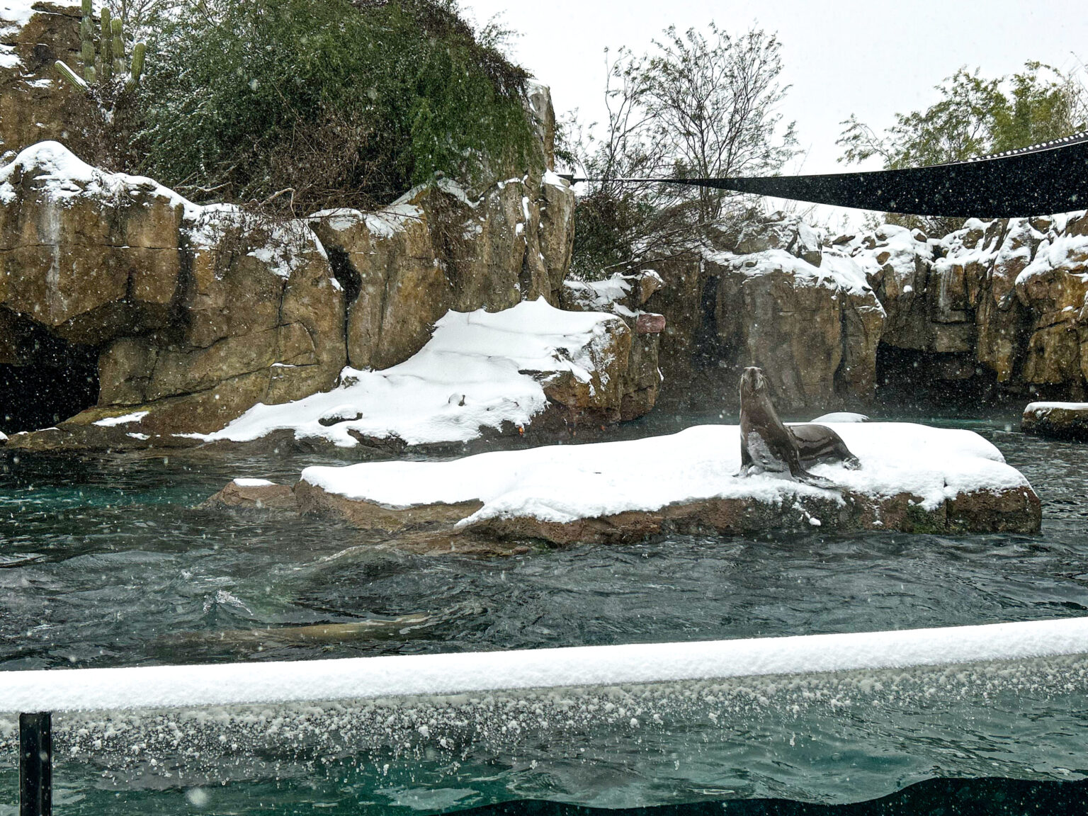 Houston Zoo photos show wildlife enjoying historic snowfall – Houston ...