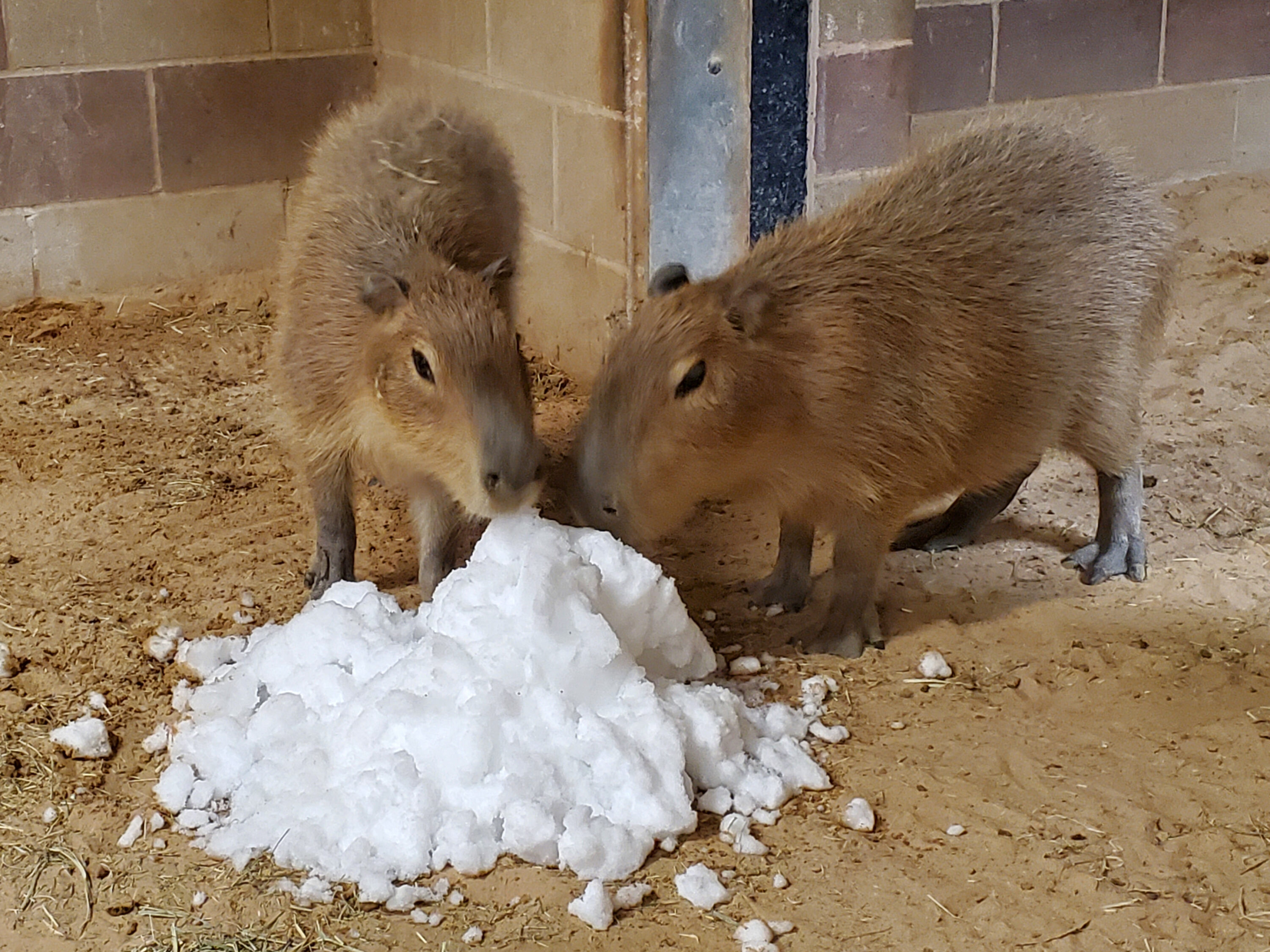 Houston Zoo photos show wildlife enjoying historic snowfall – Houston ...