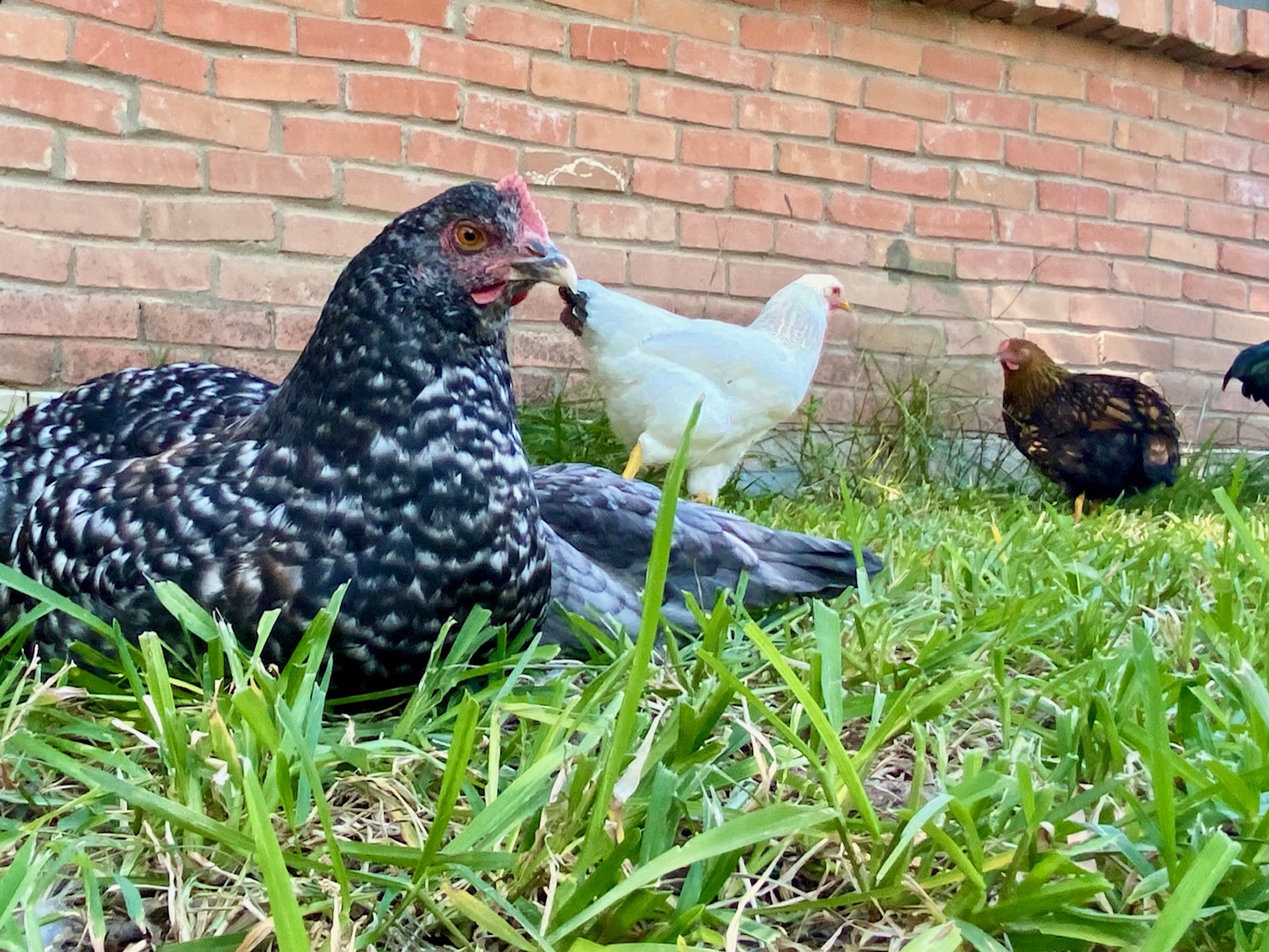 More Houston residents consider raising backyard chickens as bird flu ...