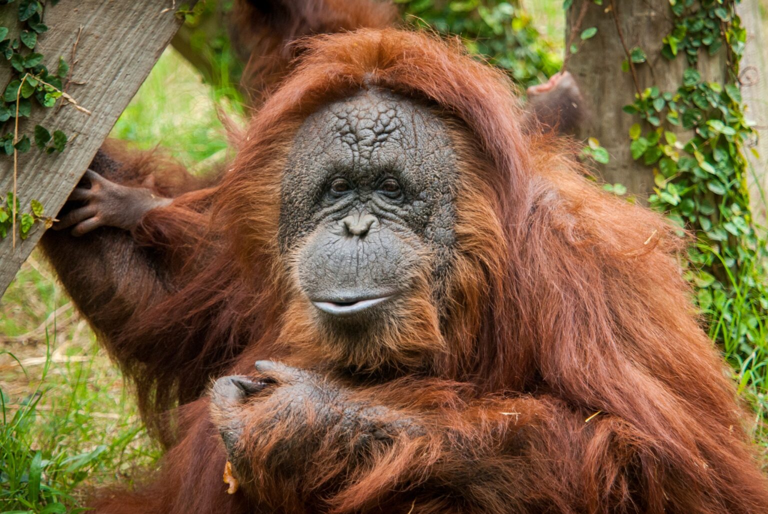 Cheyenne, the Houston Zoo’s oldest orangutan, dies at 52 – Houston ...