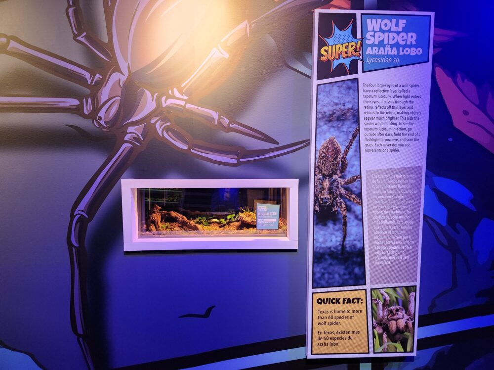 A lot of animals basically have superpowers — a new exhibit celebrates ...