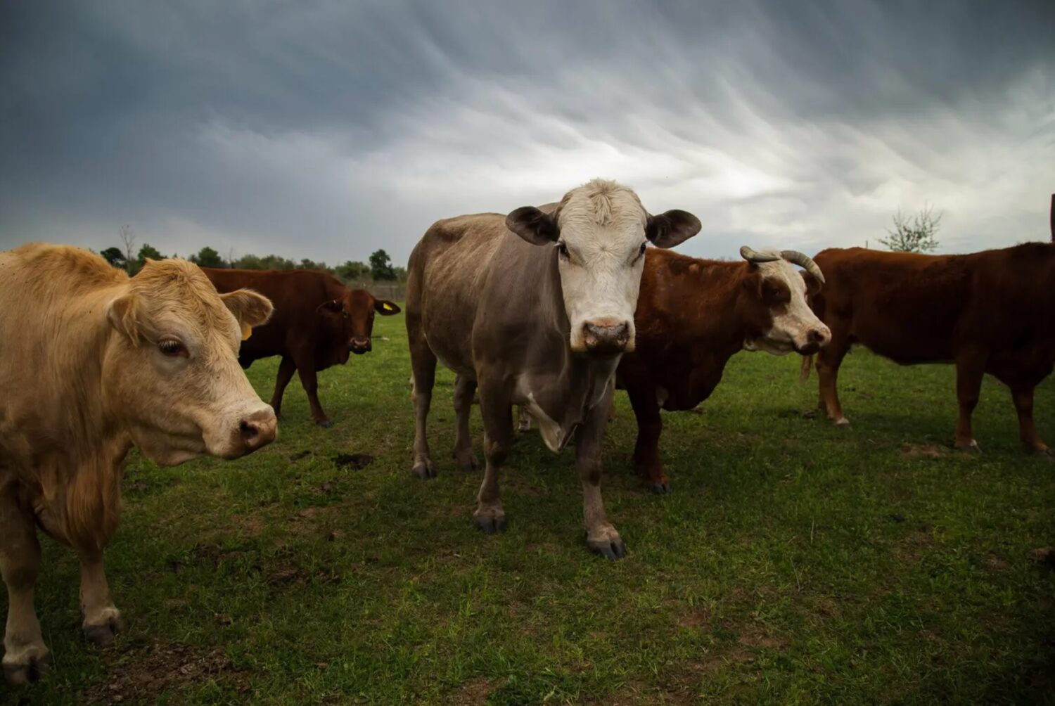 Gov. Greg Abbott orders preemptive strike on screwworm in Texas ...