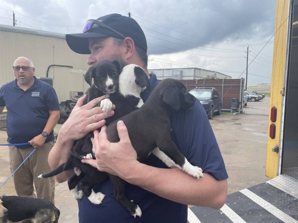 Houston Humane Society helps relocate dogs and puppies from flood ...