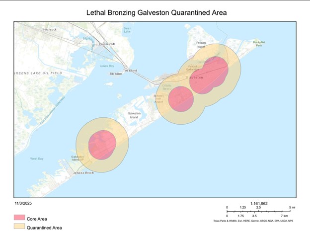 Palm tree disease spreading on Galveston Island as officials urge ...