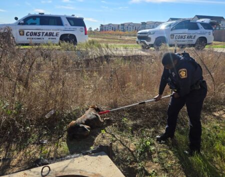 Three dogs killed a man in Katy, police say. Their owners could face ...