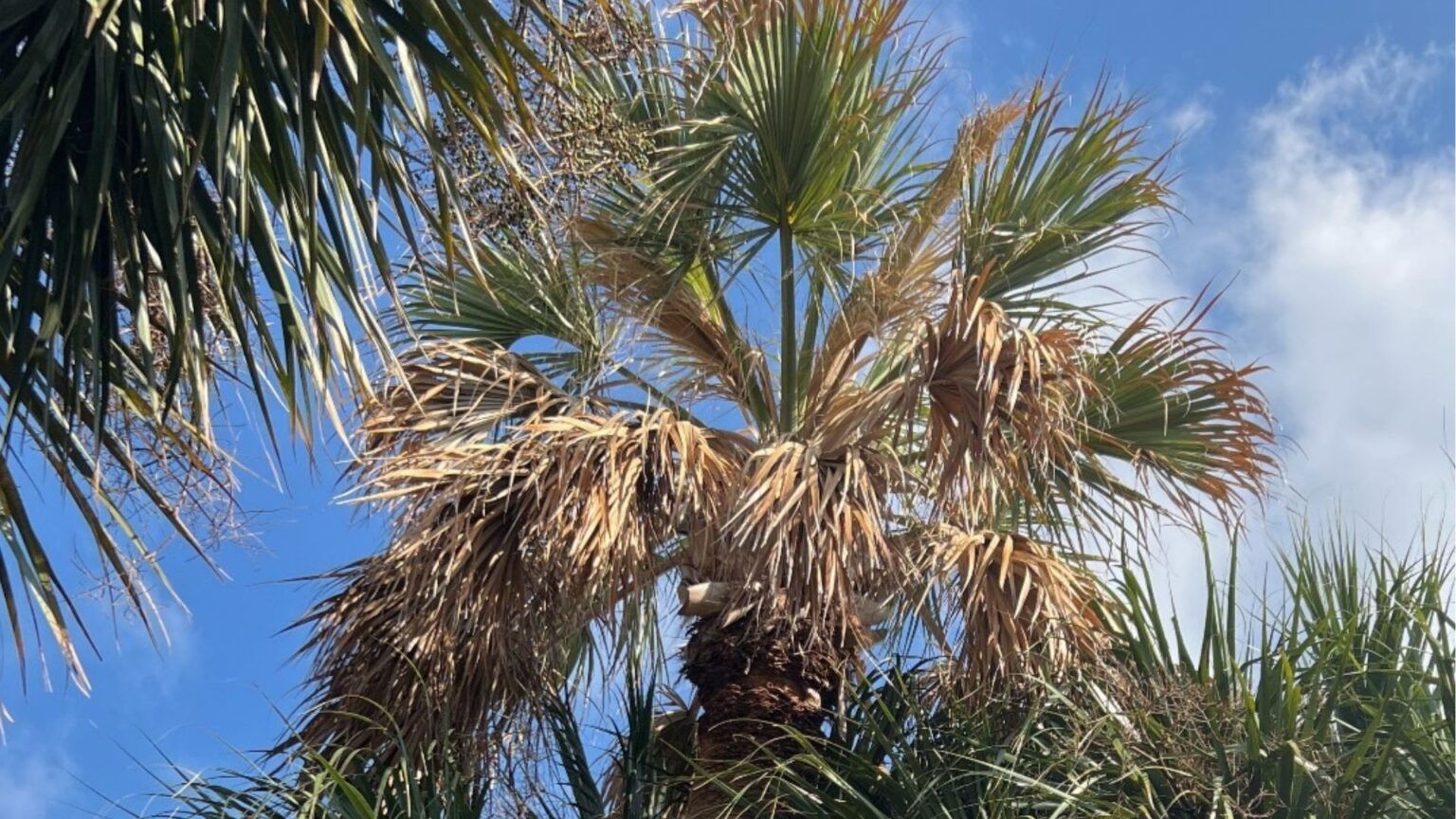 Palm tree disease spreading on Galveston Island as officials urge ...