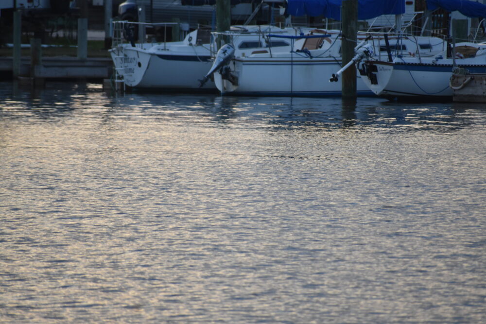 marina – Houston Public Media