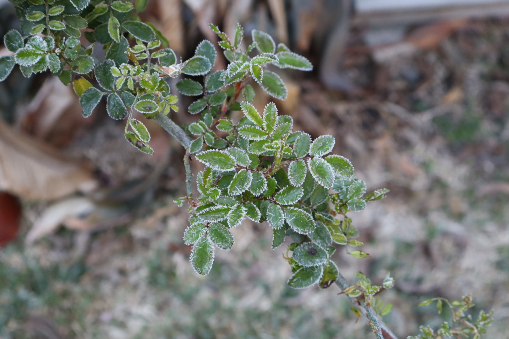 Another freeze is expected in Houston. Here’s the latest forecast ...