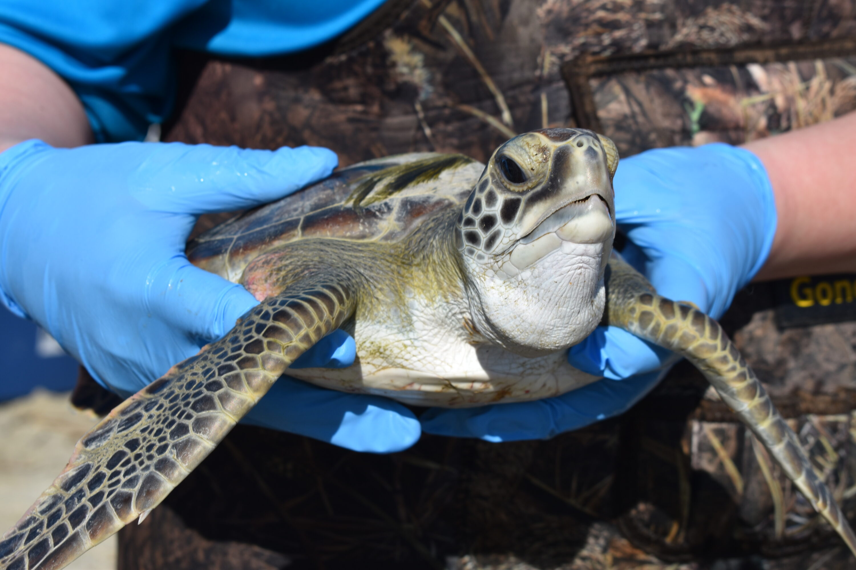 ‘Nothing like experiencing it’: More than 100 sea turtles released into ...