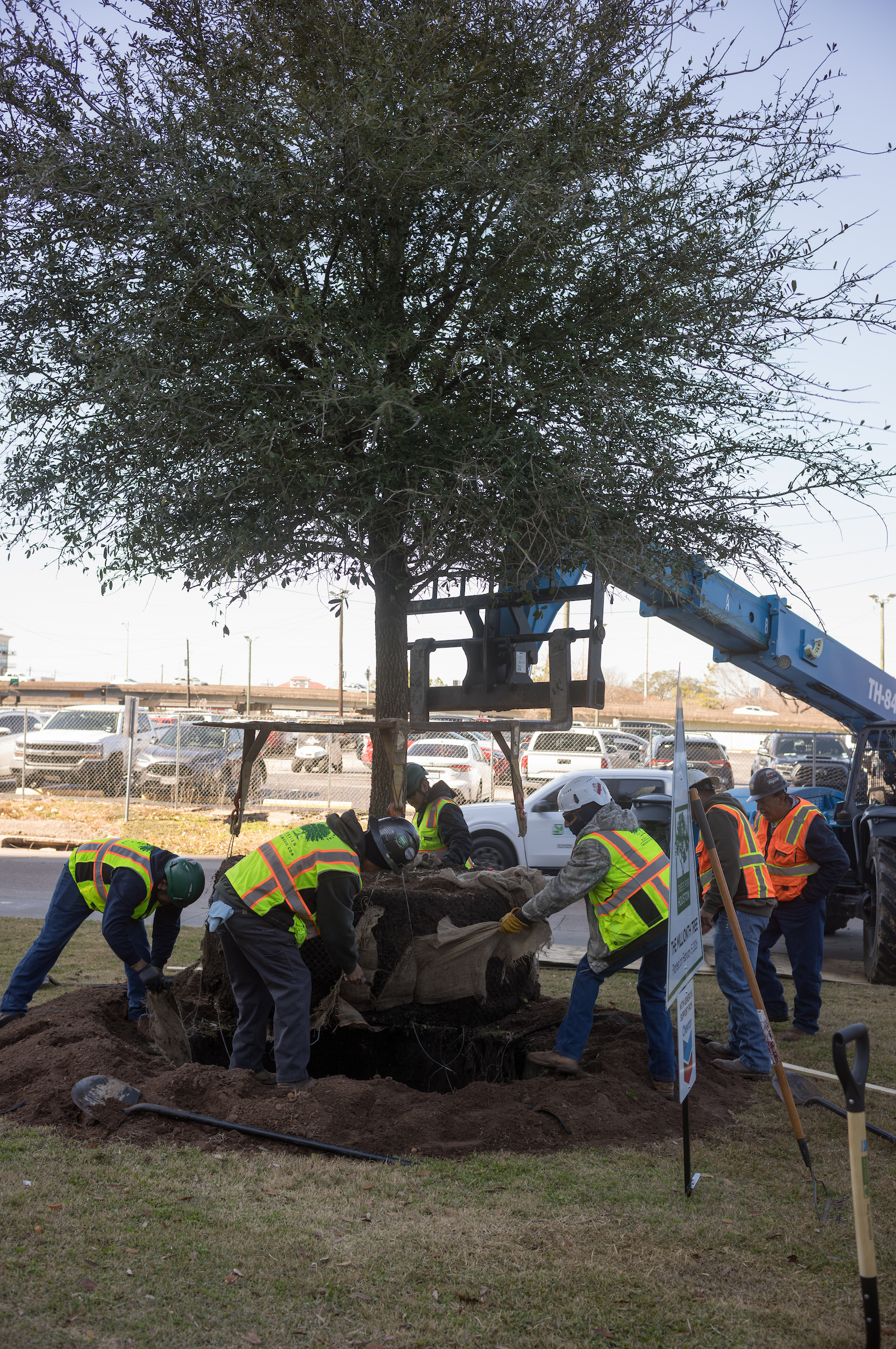 Nonprofit Trees For Houston plants its millionth tree – Houston Public ...