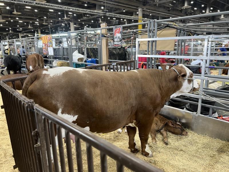 Beef prices are up 15% since last year. Texas ranchers and restaurants ...