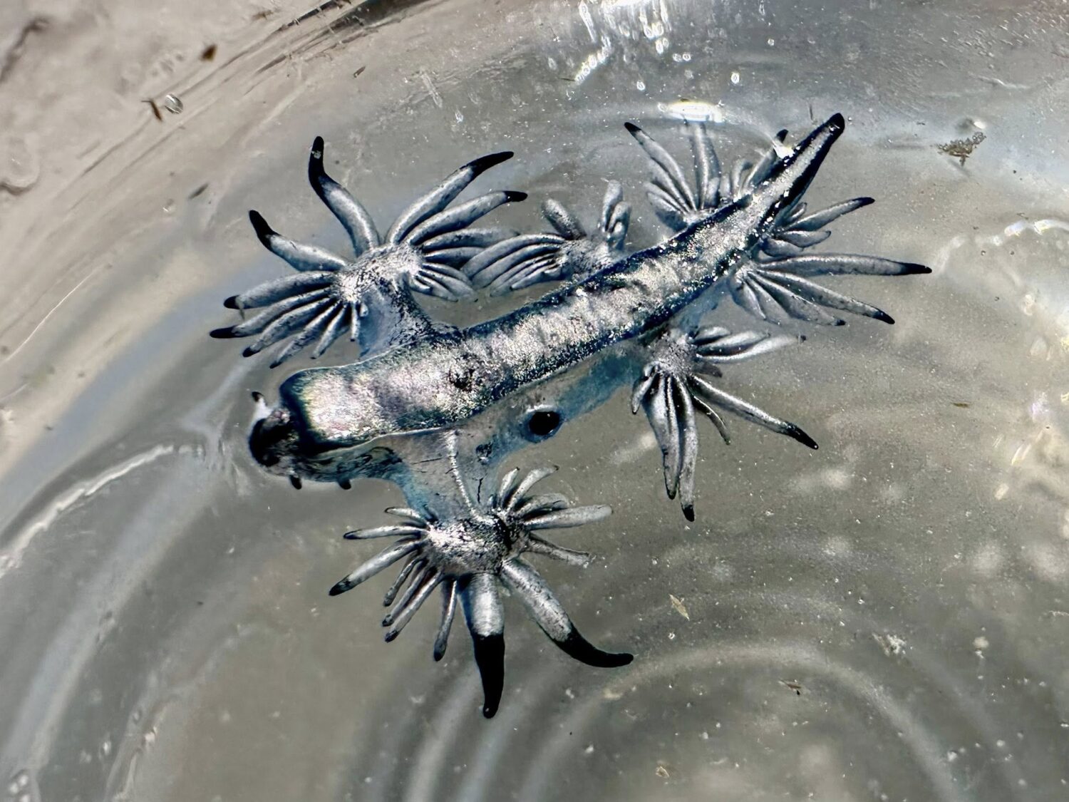 ‘Definitely don’t touch it:’ Rare blue dragons spotted on Texas coast ...