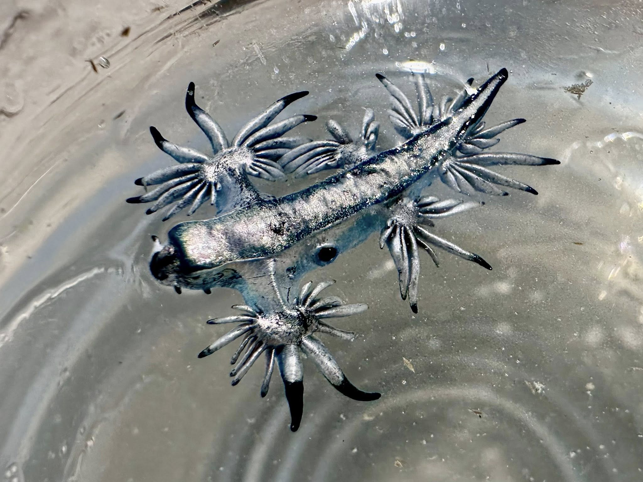 ‘Definitely don’t touch it:’ Rare blue dragons spotted on Texas coast ...